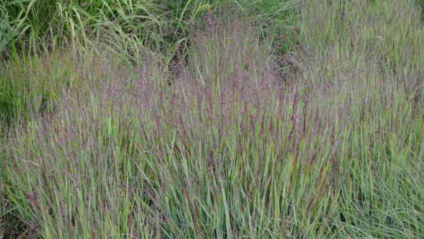 How to Plant, Grow, and Care for Switchgrass - Complete Guide