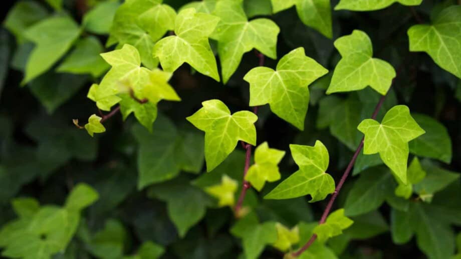 How to Plant, Grow, and Care for Ivy Plant (Hedera genus)