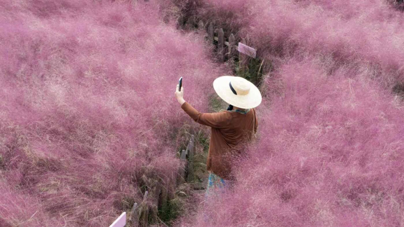 How to Plant, Grow, and Care for Pink Muhly Grass