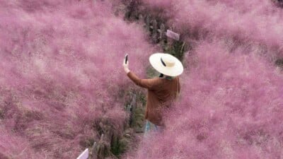 How to Plant, Grow, and Care for Pink Muhly Grass