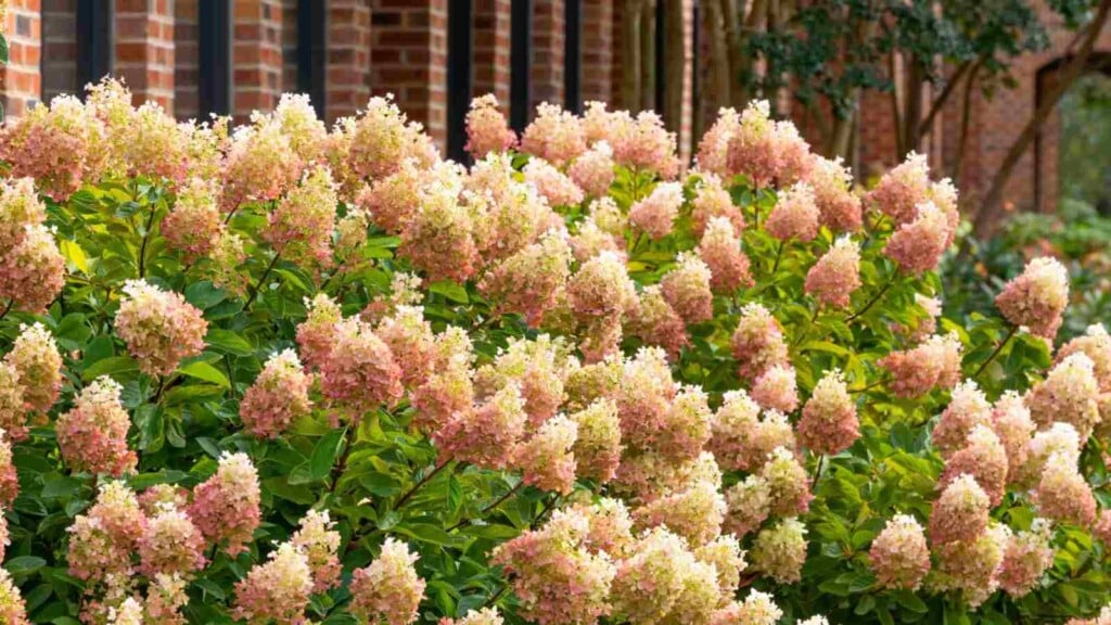 How to Plant, Grow, and Care for Limelight Hydrangeas