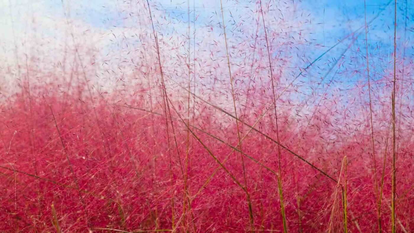 How to Plant, Grow, and Care for Pink Muhly Grass