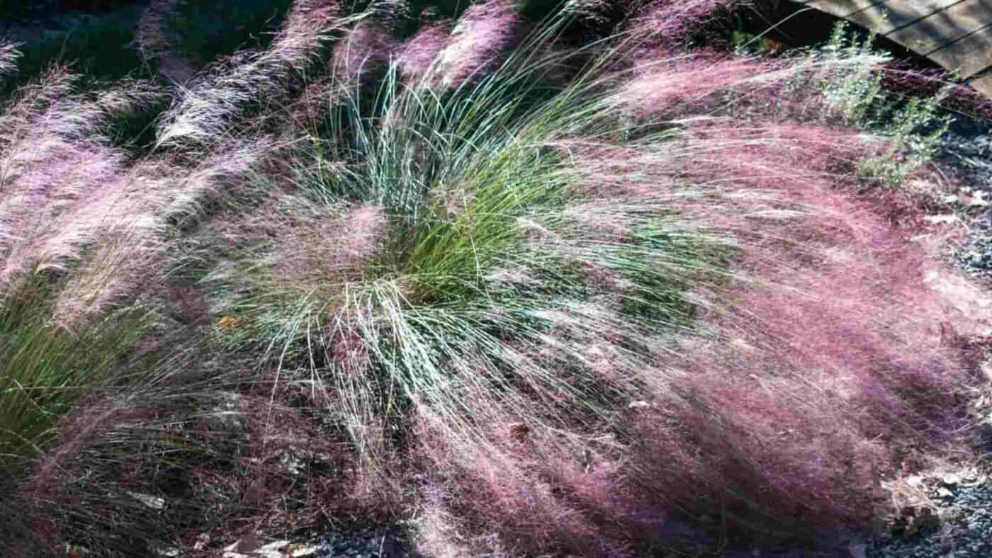 How to Plant, Grow, and Care for Pink Muhly Grass