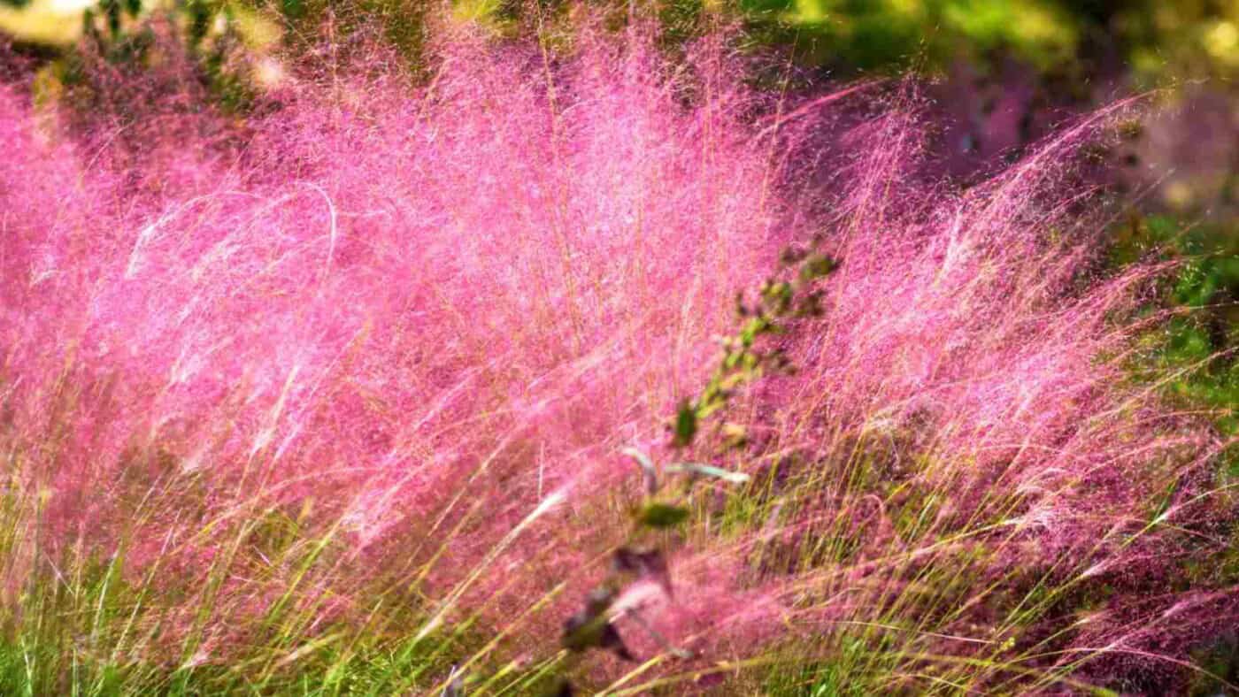 How to Plant, Grow, and Care for Pink Muhly Grass
