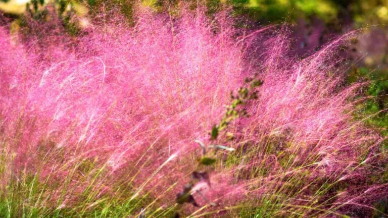 How to Plant, Grow, and Care for Pink Muhly Grass