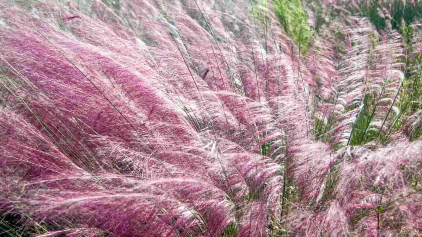 How to Plant, Grow, and Care for Pink Muhly Grass