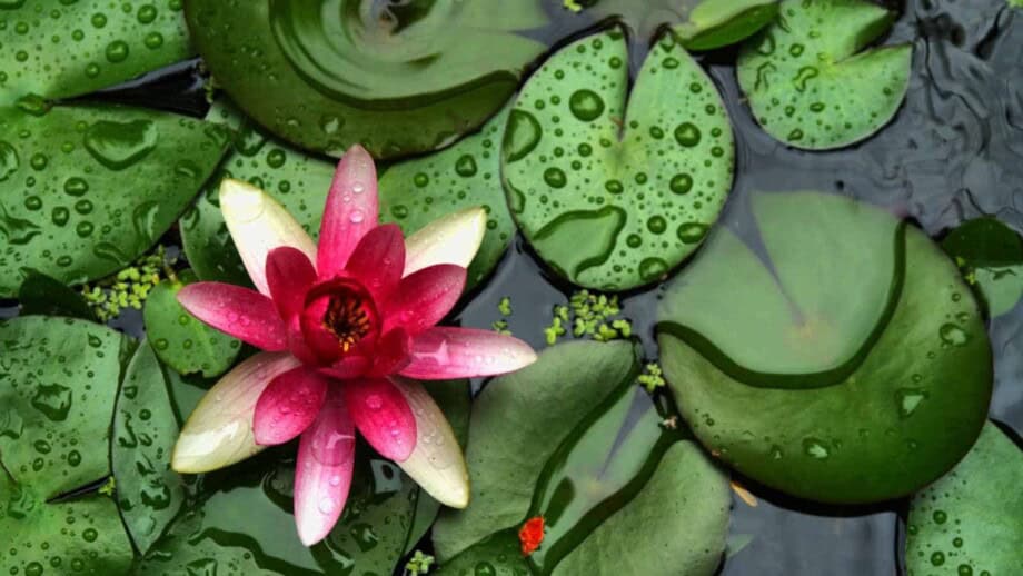 Water Lily: How to Plant, Grow, and Care for Water Lilies