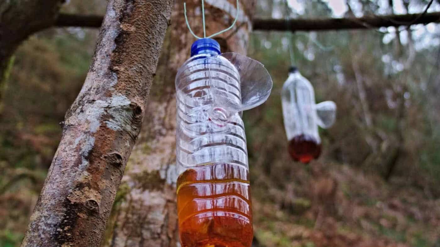 How to Make an Effective DIY Wasp Trap in 5 Steps