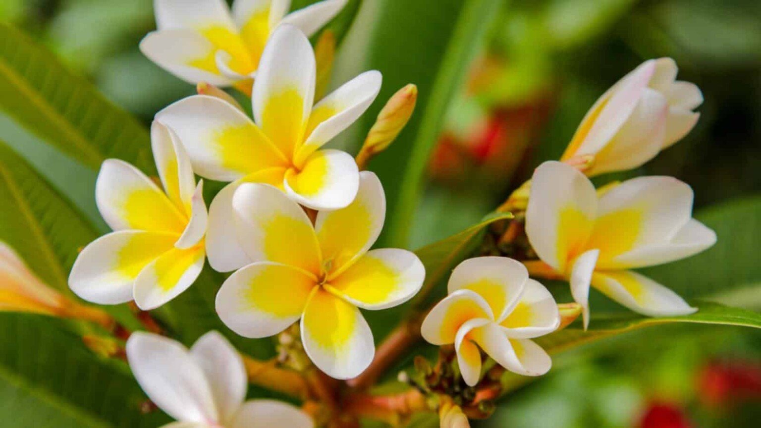 Exotic Flowers: A Visual Guide to The Most Beautiful Varieties