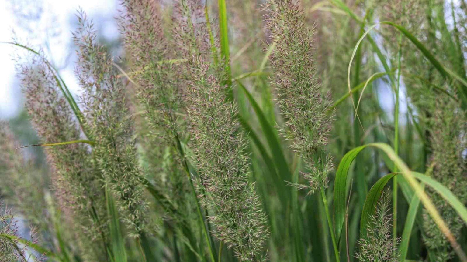 How to Plant, Grow and Care for Reed Grass - Complete Guide