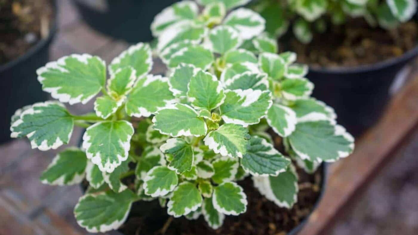 How to Plant, Grow, and Care for Ivy Plant (Hedera genus)