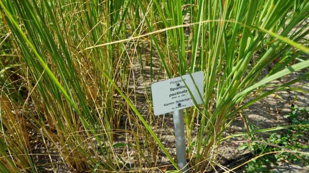 The Basics of Growing Cord Grass - Everything You Need to Know