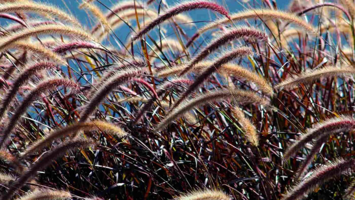 How to Plant, Grow, and Care for Purple Fountain Grass