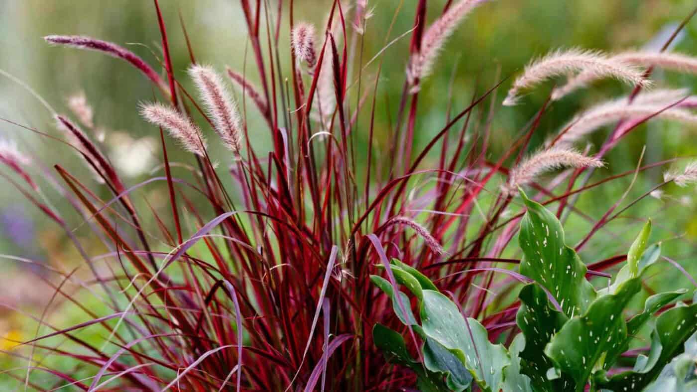 How to Plant, Grow, and Care for Purple Fountain Grass