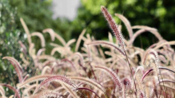How to Plant, Grow, and Care for Purple Fountain Grass