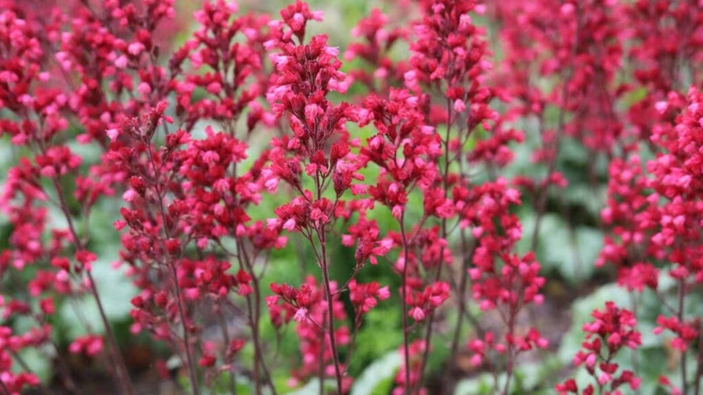 How to Plant, Grow, and Care for Coral Bells (Heuchera)
