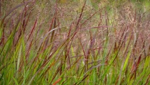 How to Plant, Grow, and Care for Switchgrass - Complete Guide