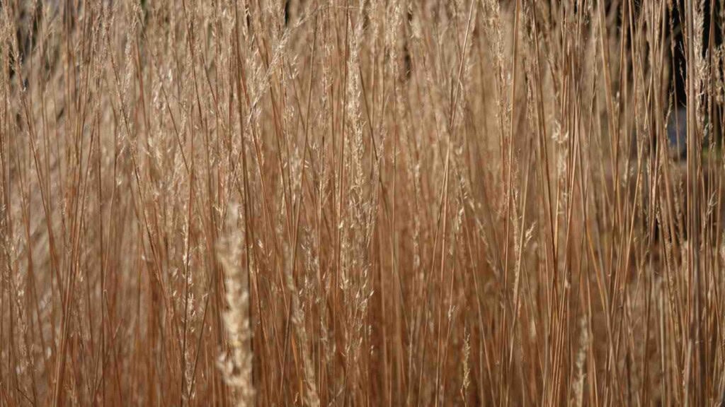How to Plant, Grow and Care for Reed Grass - Complete Guide