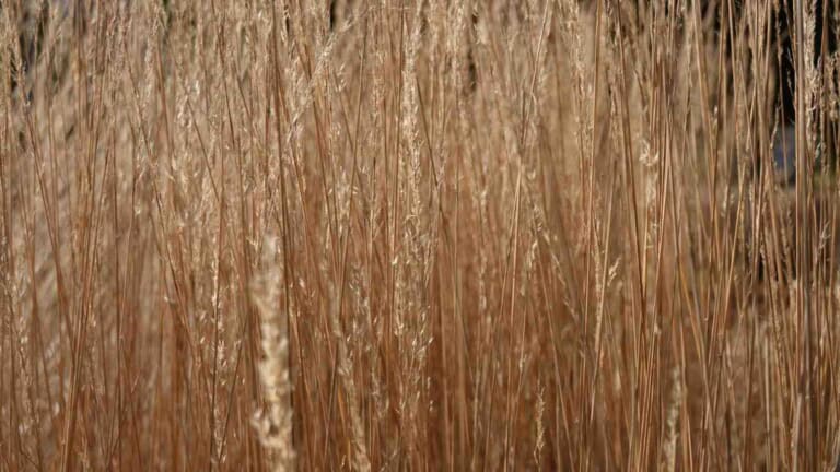 How to Plant, Grow and Care for Reed Grass - Complete Guide