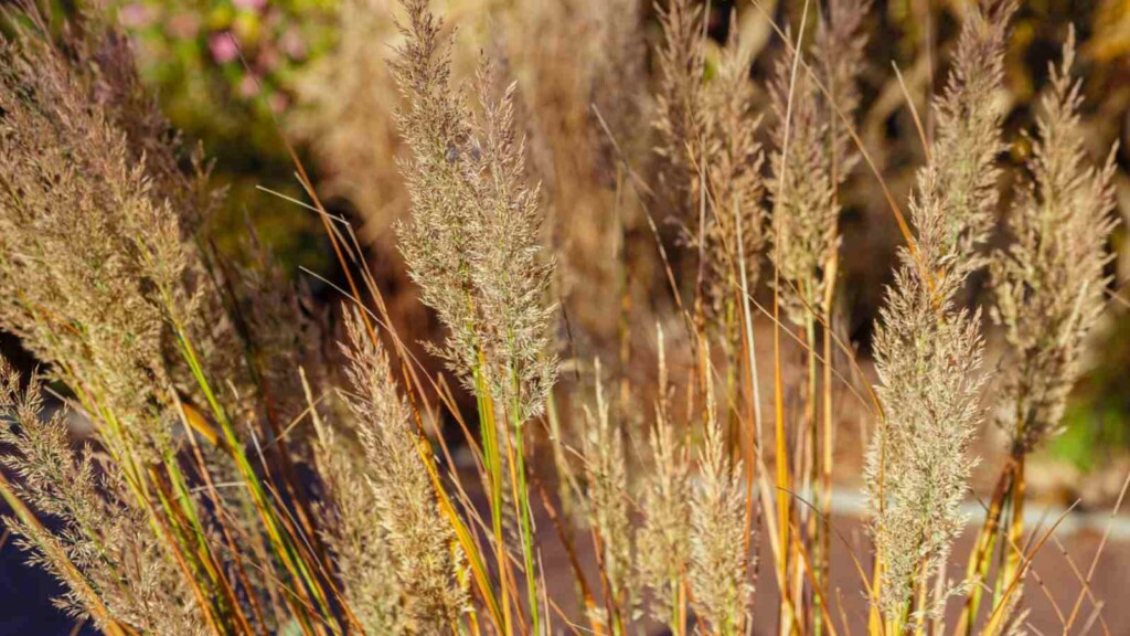 How to Plant, Grow and Care for Reed Grass - Complete Guide