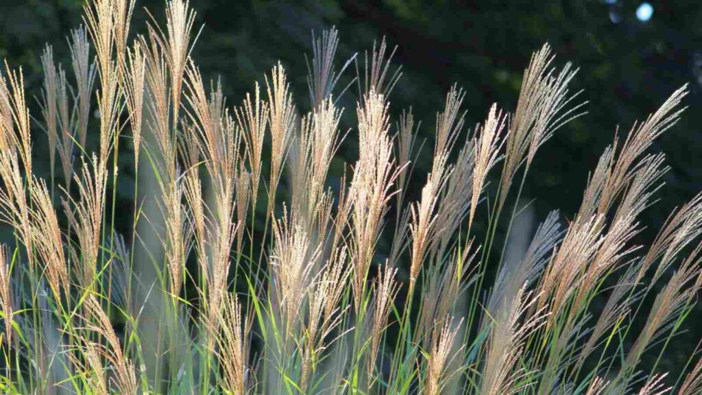 How to Plant, Grow and Care for Reed Grass - Complete Guide