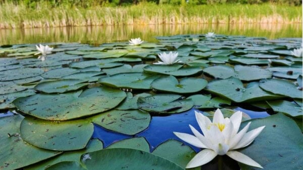 Water Lily: How to Plant, Grow, and Care for Water Lilies