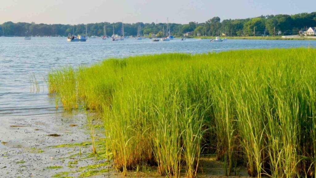 The Basics of Growing Cord Grass - Everything You Need to Know