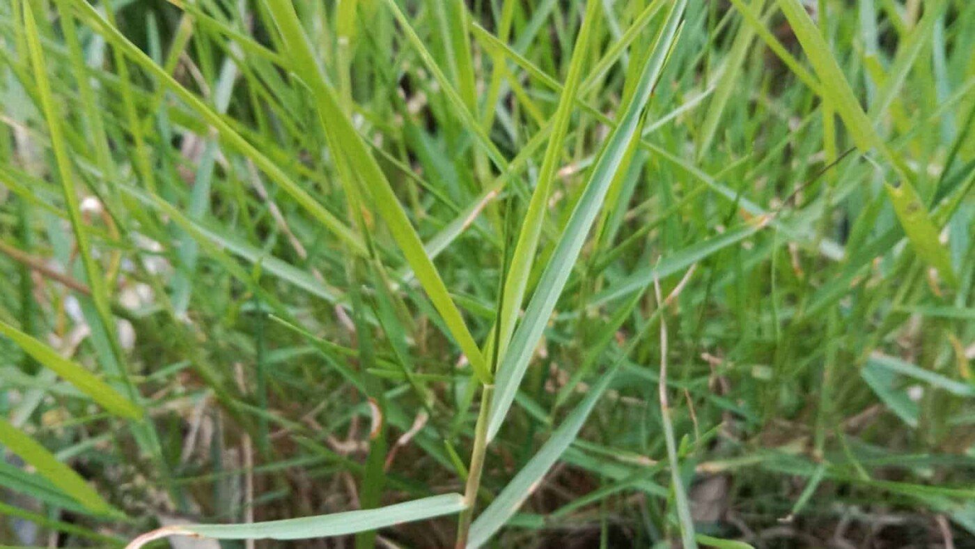 The Basics of Growing Cord Grass - Everything You Need to Know