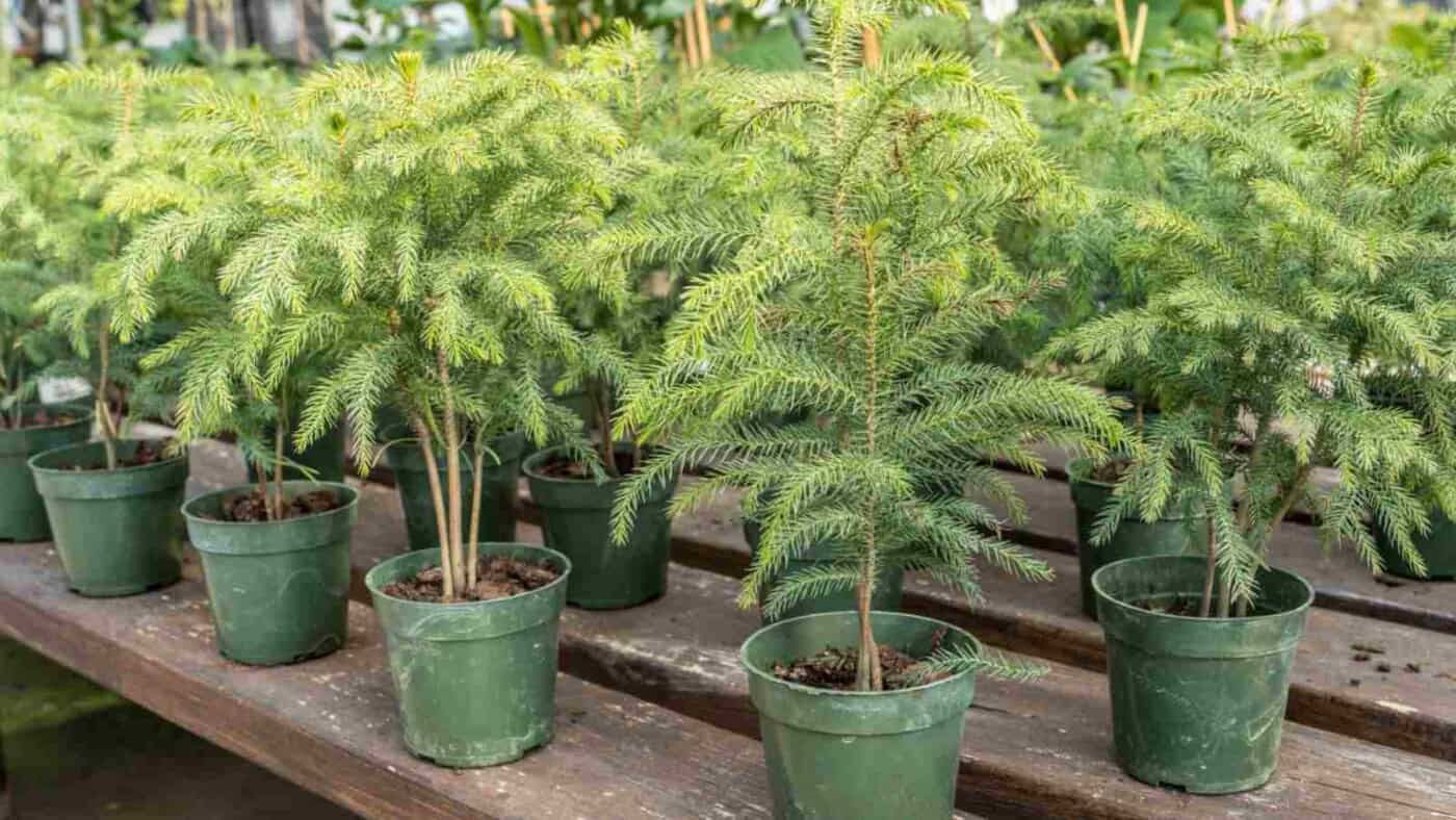How to Plant, Grow, and Care for Norfolk Island Pine