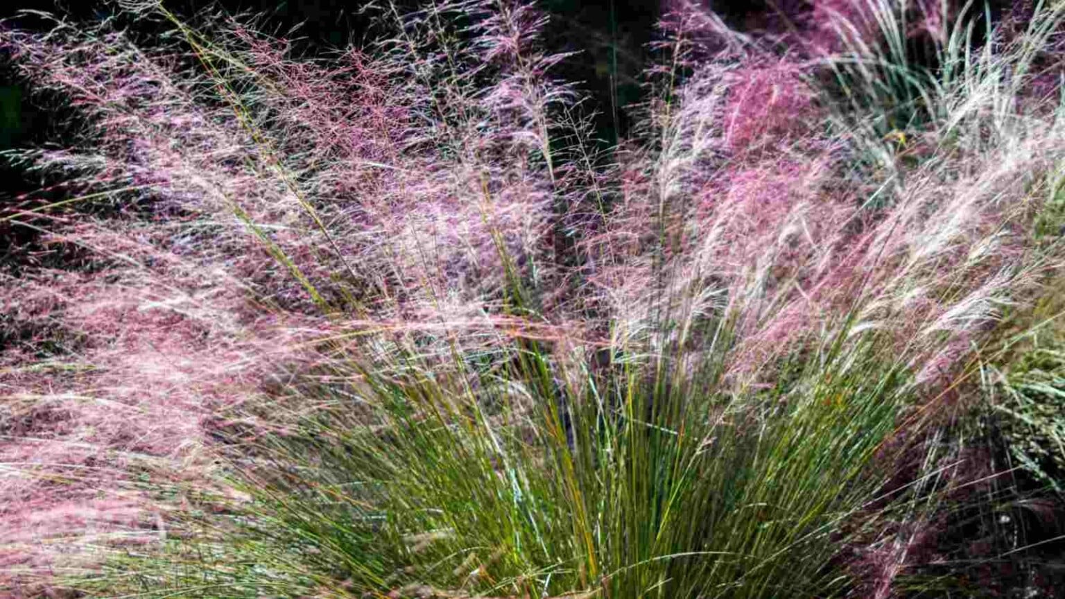 How to Plant, Grow, and Care for Pink Muhly Grass