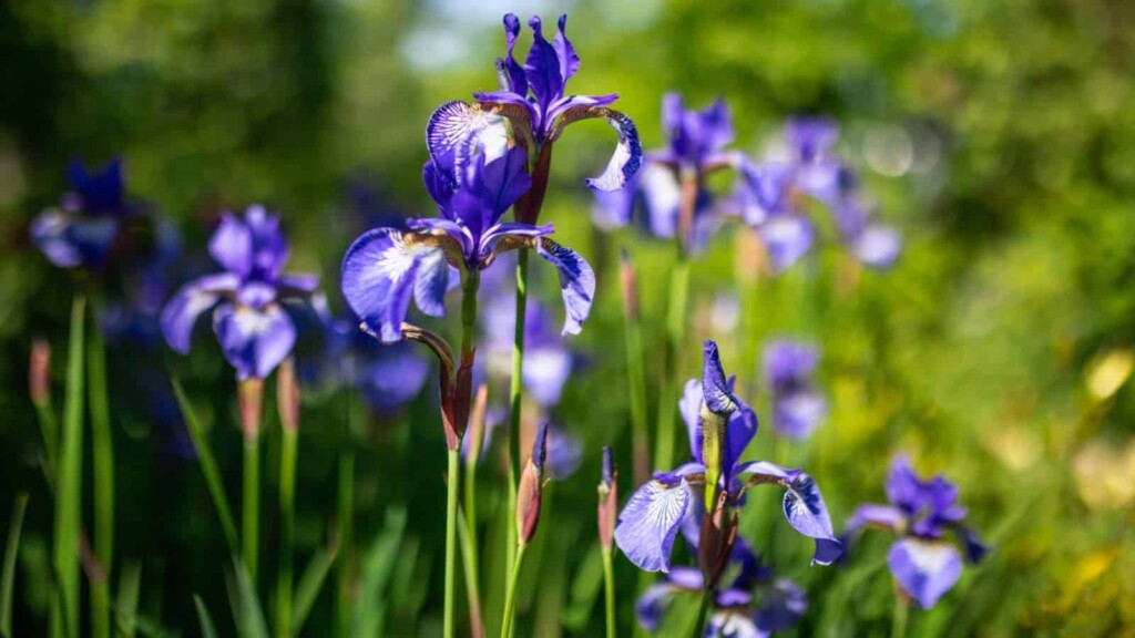 How to Plant, Grow, and Care for Iris Flower (Genus Iris)
