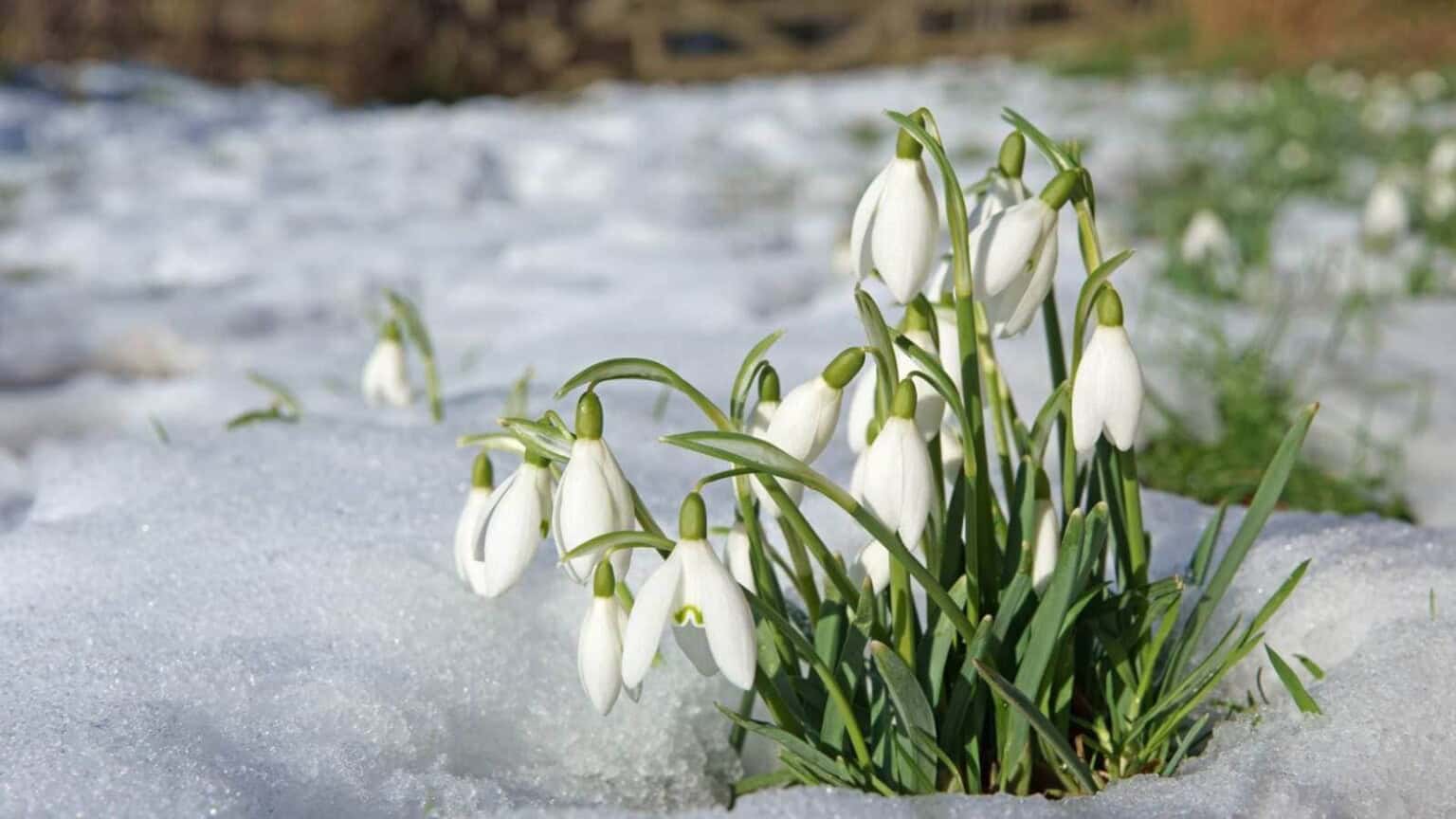 How to Plant, Grow, and Care for Snowdrop Flower (Galanthus)