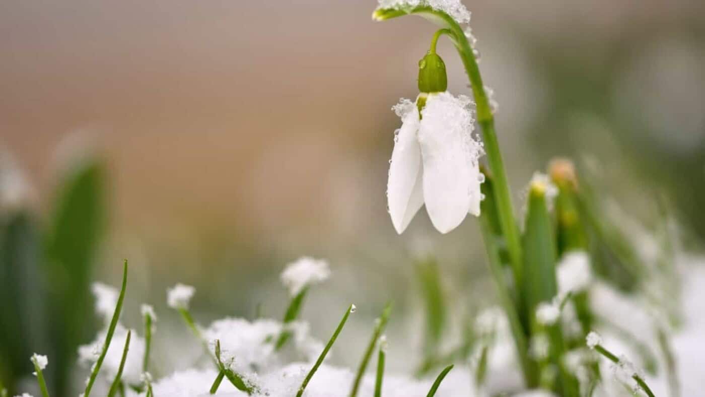 How to Plant, Grow, and Care for Snowdrop Flower (Galanthus)
