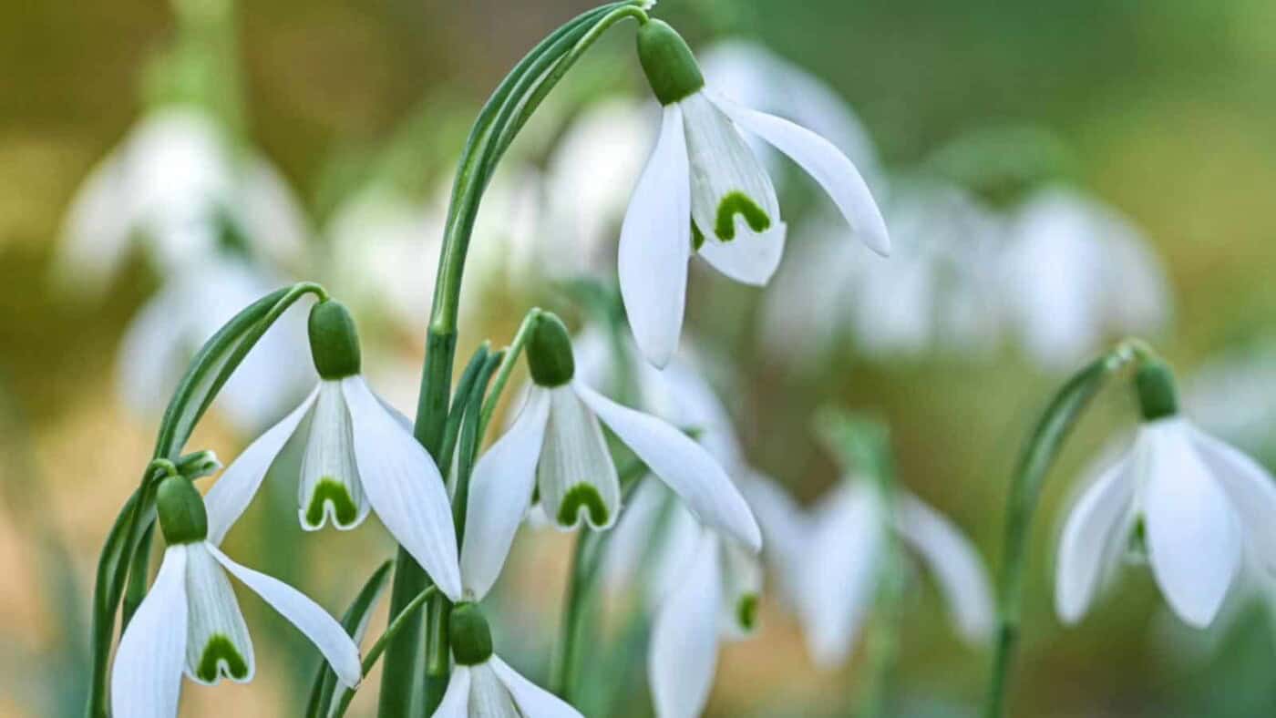 How to Plant, Grow, and Care for Snowdrop Flower (Galanthus)