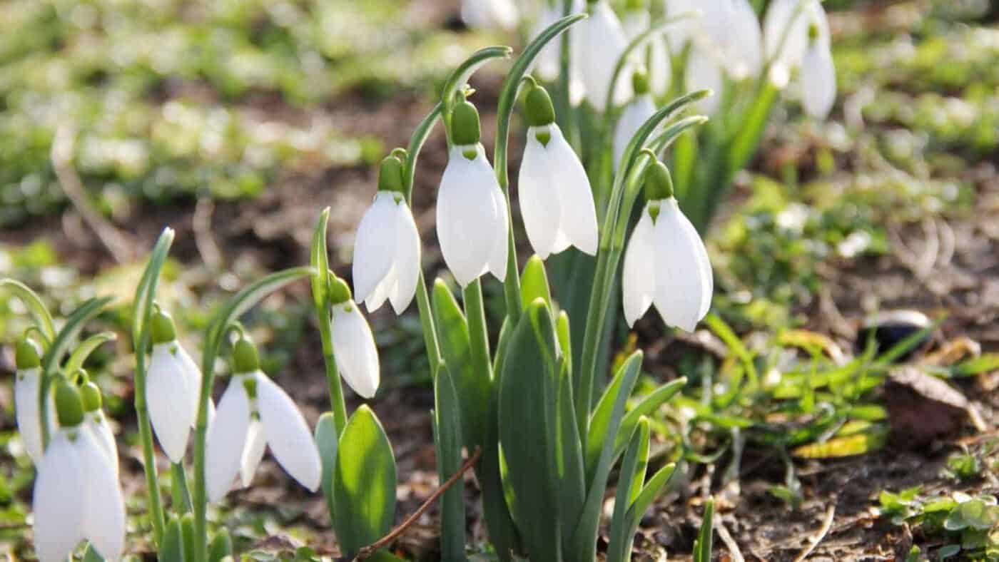 How to Plant, Grow, and Care for Snowdrop Flower (Galanthus)