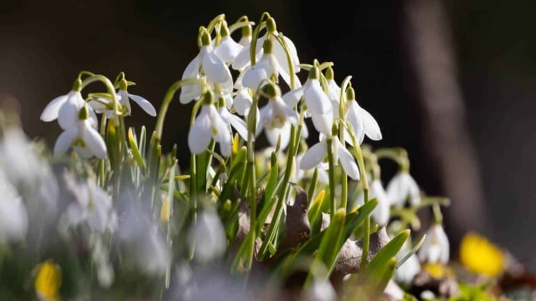 How to Plant, Grow, and Care for Snowdrop Flower (Galanthus)