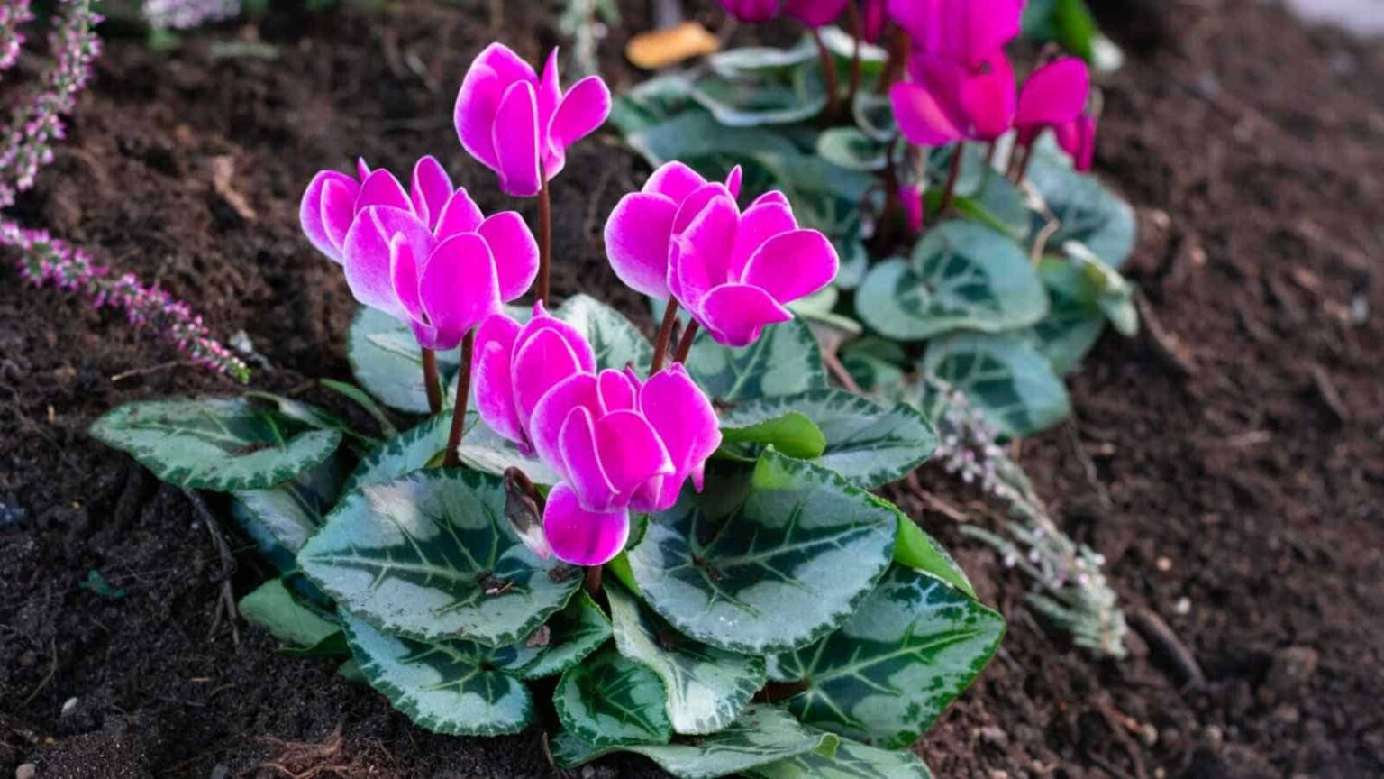 Cyclamen Care for Healthy Blooms - Growing & Planting Cyclamen