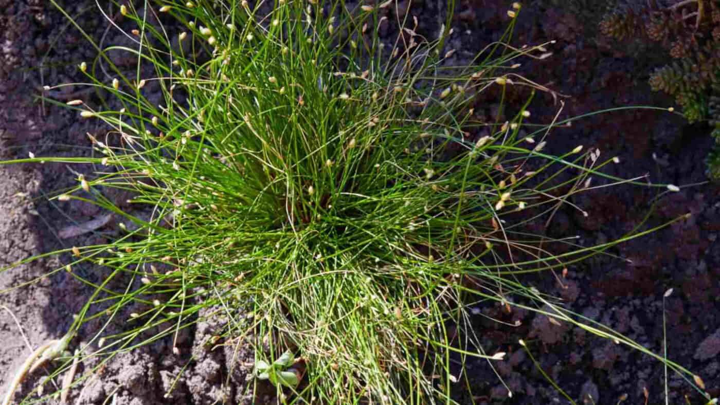 How to Plant, Grow, and Care for Fiber Optic Grass - Full Guide