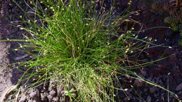 How to Plant, Grow, and Care for Fiber Optic Grass - Full Guide