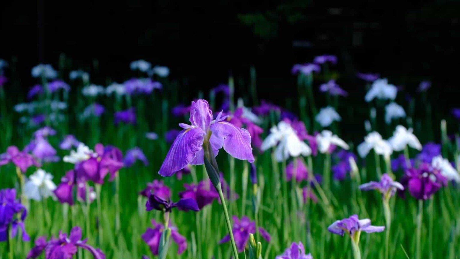How to Plant, Grow, and Care for Iris Flower (Genus Iris)