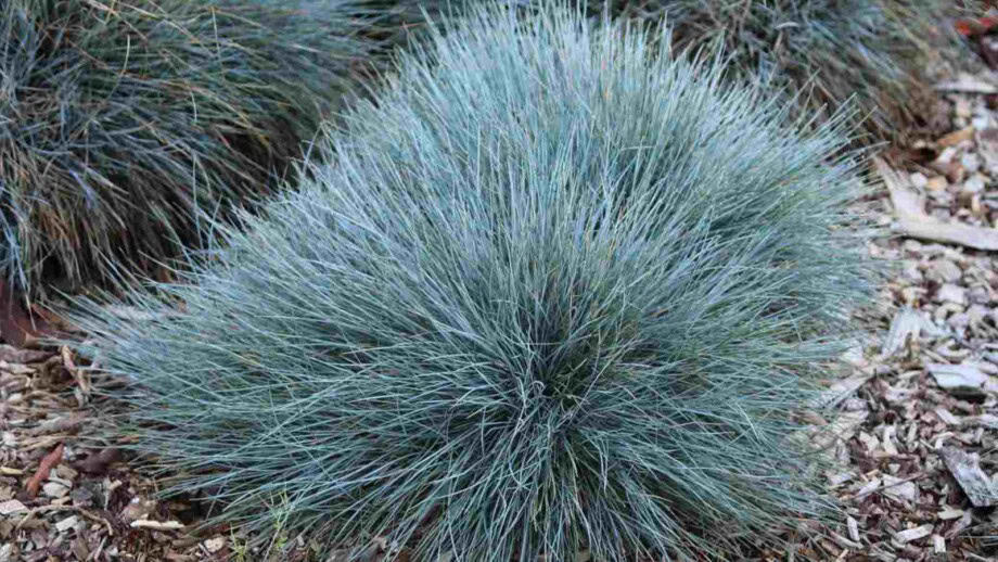 Blue Fescue: How to Plant and Care for Blue Fescue Grass