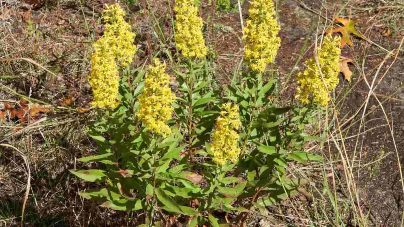 Goldenrod Guide: How to Plant, Grow, and Care for Solidago
