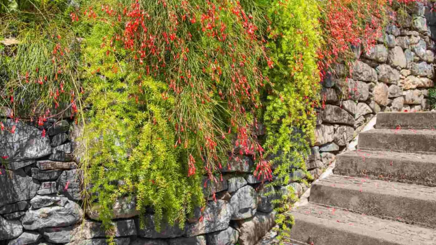 How to Plant, Grow, and Care for Firecracker Plant - Full Guide