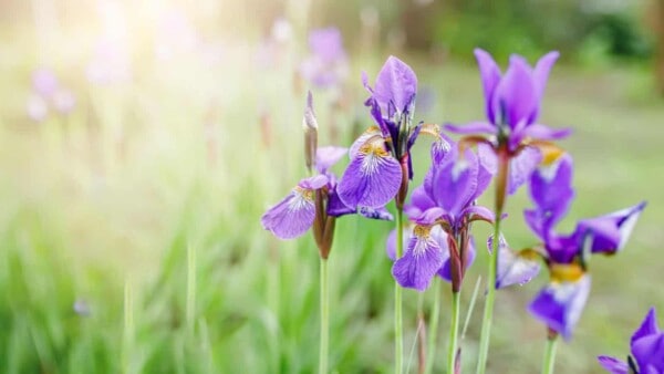 How to Plant, Grow, and Care for Iris Flower (Genus Iris)