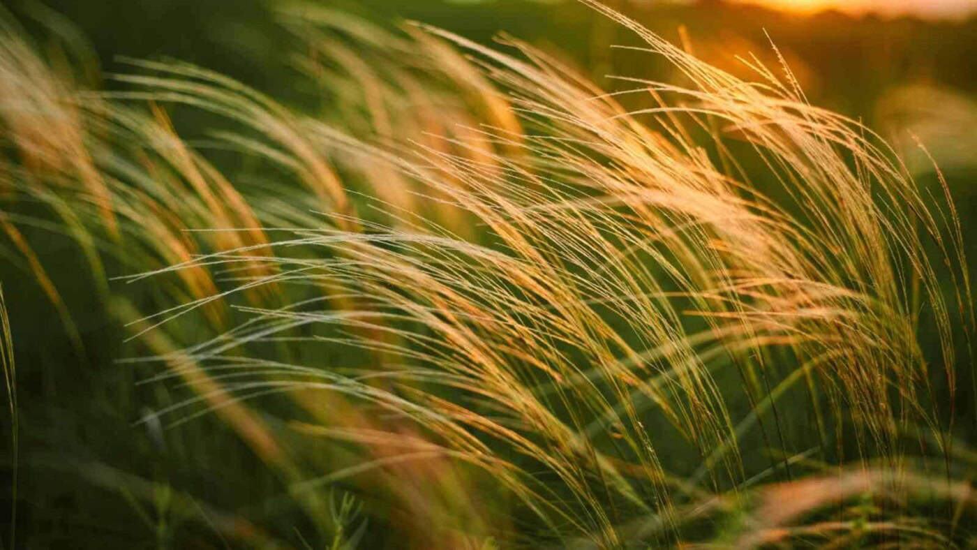 How to Grow & Care for Mexican Feather Grass in Your Landscape