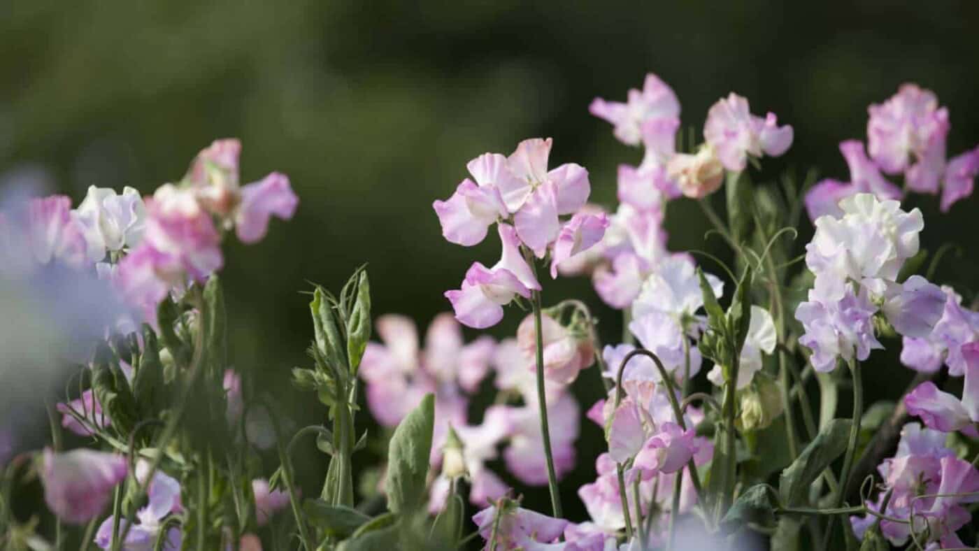 29 Types of Colorful Flowers to Brighten Up Your Garden