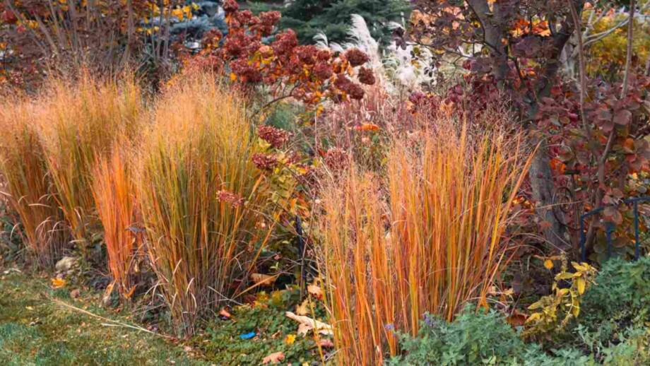 How to Plant, Grow, and Care for Switchgrass - Complete Guide