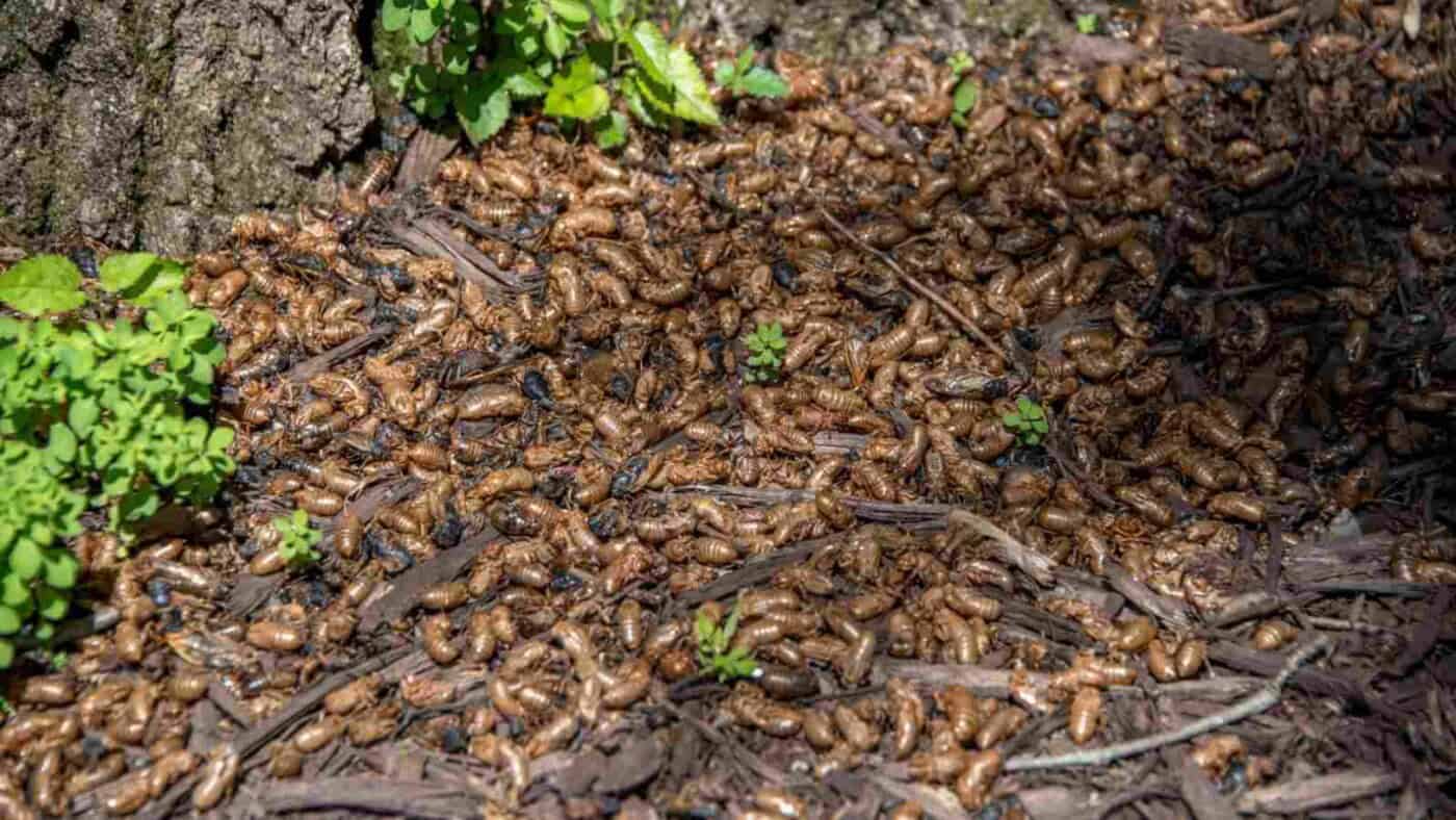 A Gardener's Guide to Keeping Plants Safe During Cicada Season