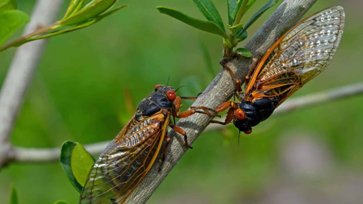 A Gardener's Guide to Keeping Plants Safe During Cicada Season