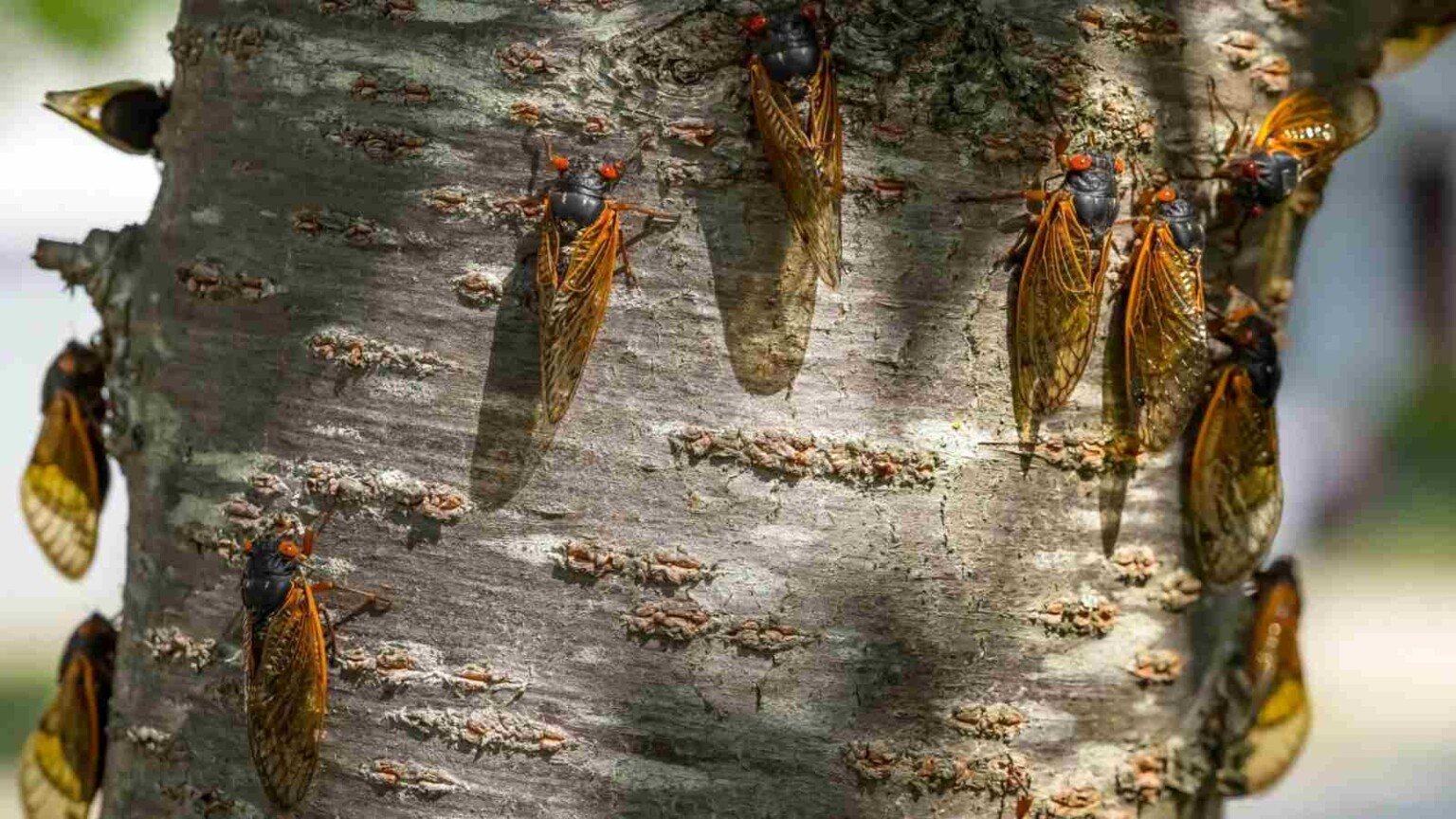 A Gardener's Guide to Keeping Plants Safe During Cicada Season